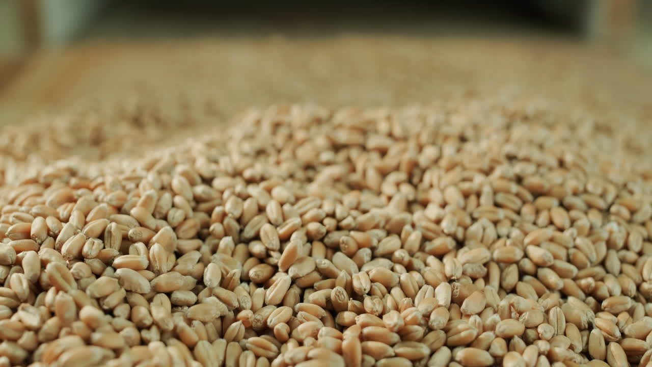 Premium stock video - Wheat is poured into a small pile