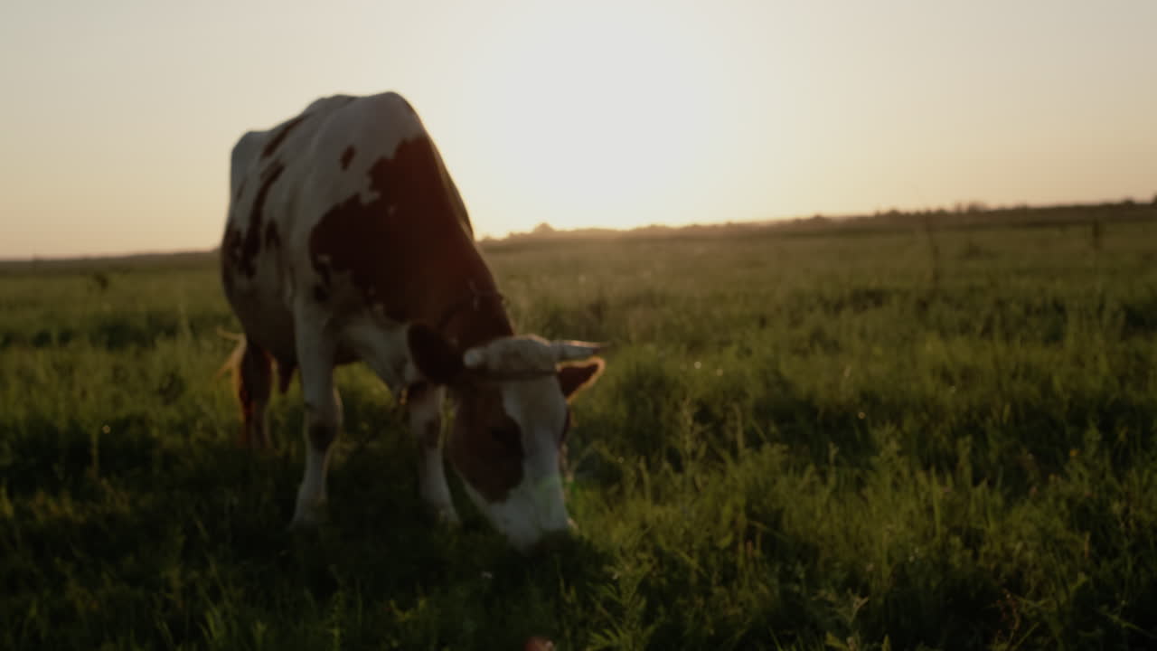 Premium stock video - Two farmers shake hands in a close-up
