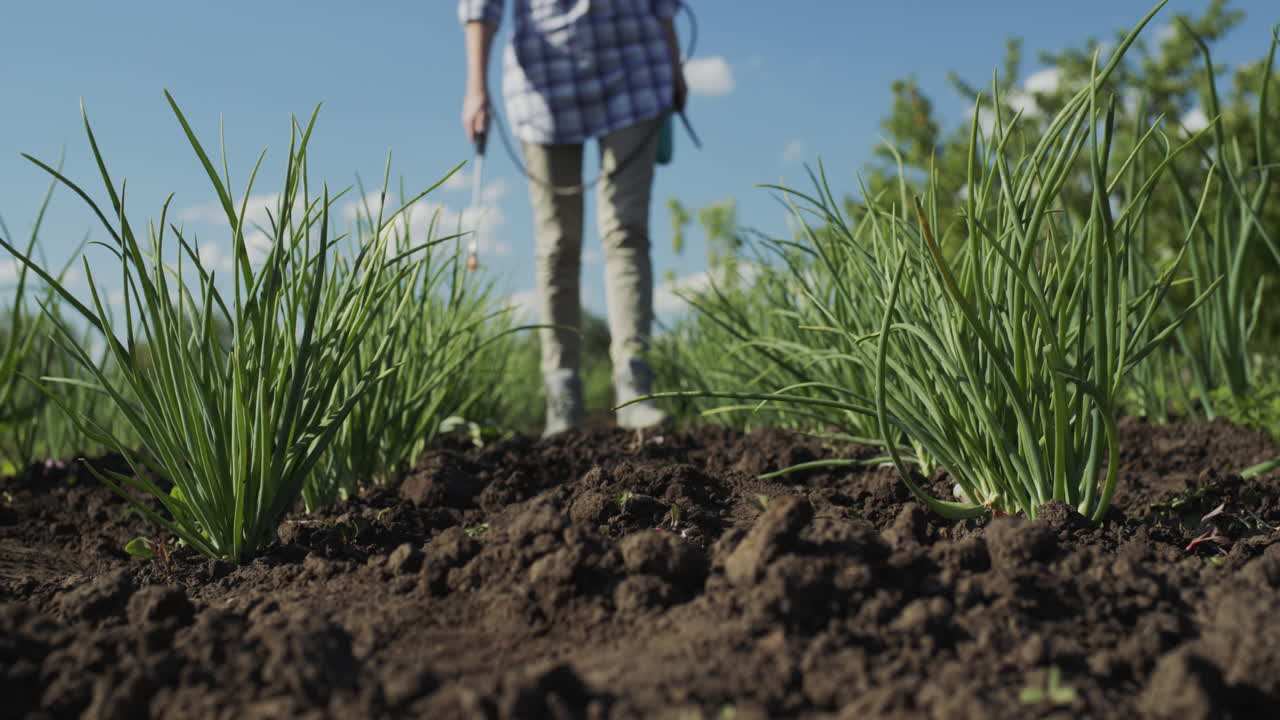 Premium stock video - Farmer sprays green onion sprouts