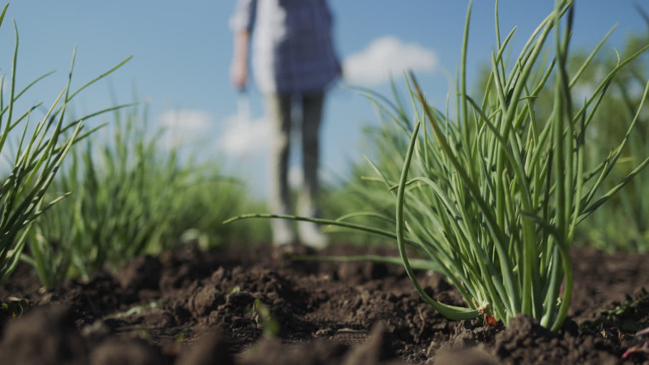 Premium stock video - Farmer sprays green onion sprouts 1