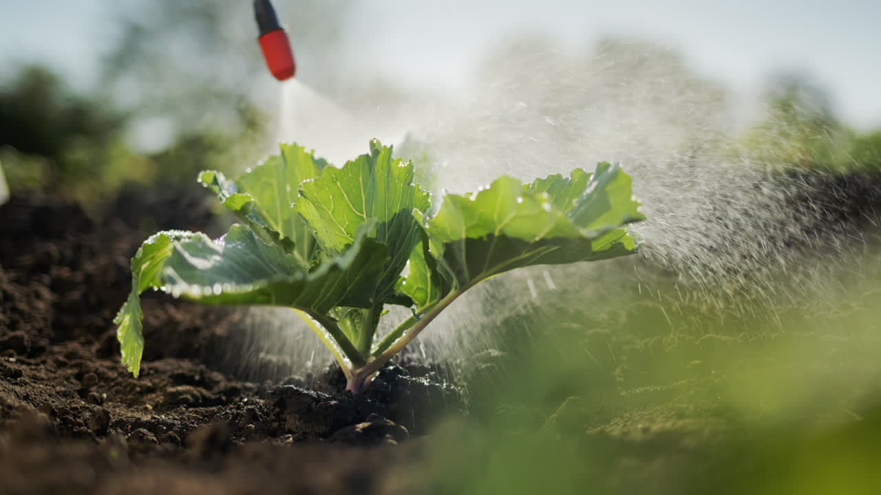 Premium stock video - Spraying cabbage sprouts with pesticides