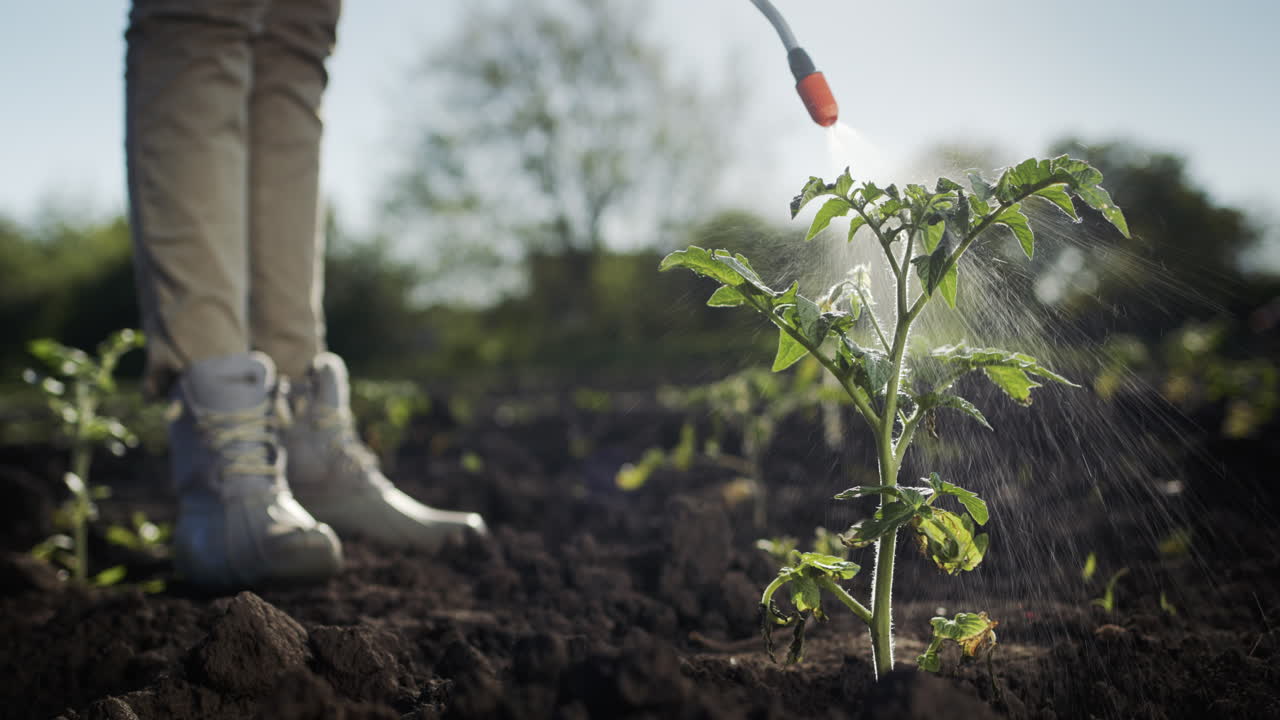 Premium stock video - Spraying cabbage sprouts with pesticides 1