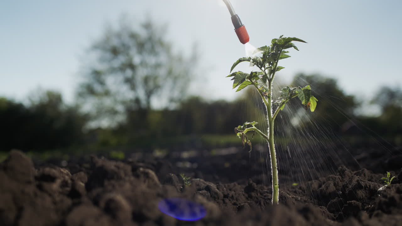 Premium stock video - Spraying cabbage sprouts with pesticides 2