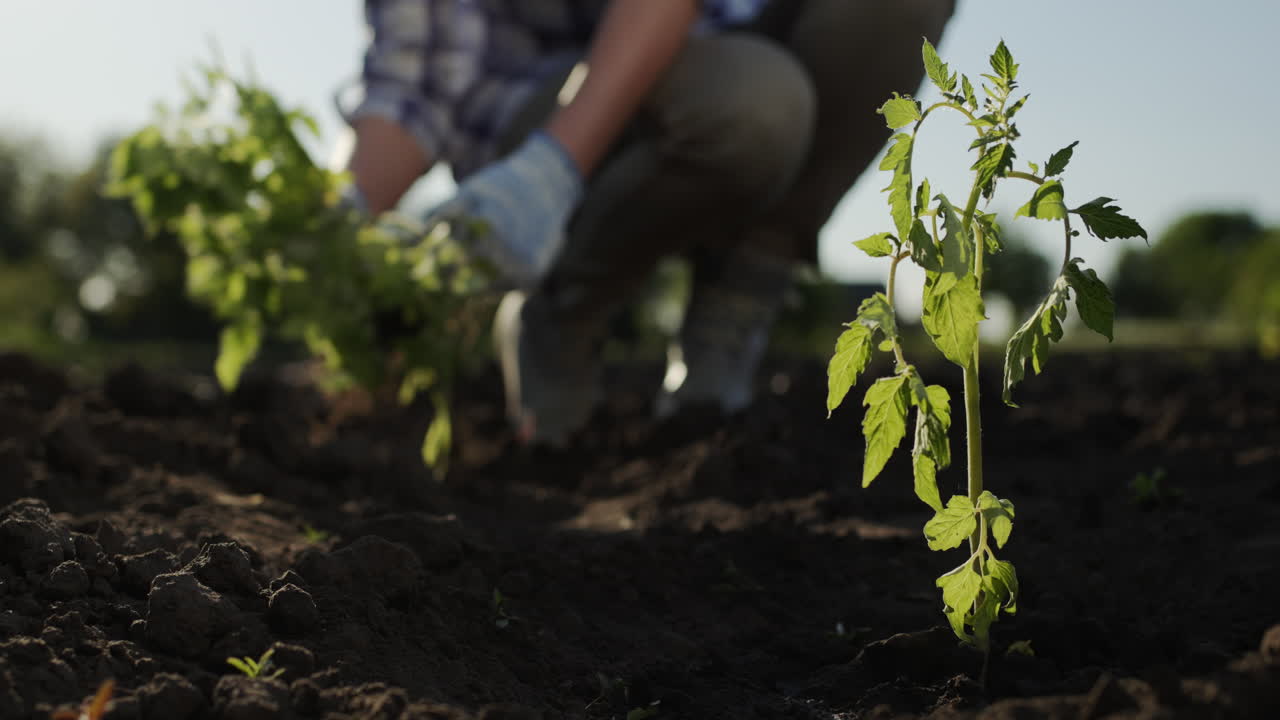 Vídeo Premium - Un agricultor planta una plántula de tomate en un lecho ...