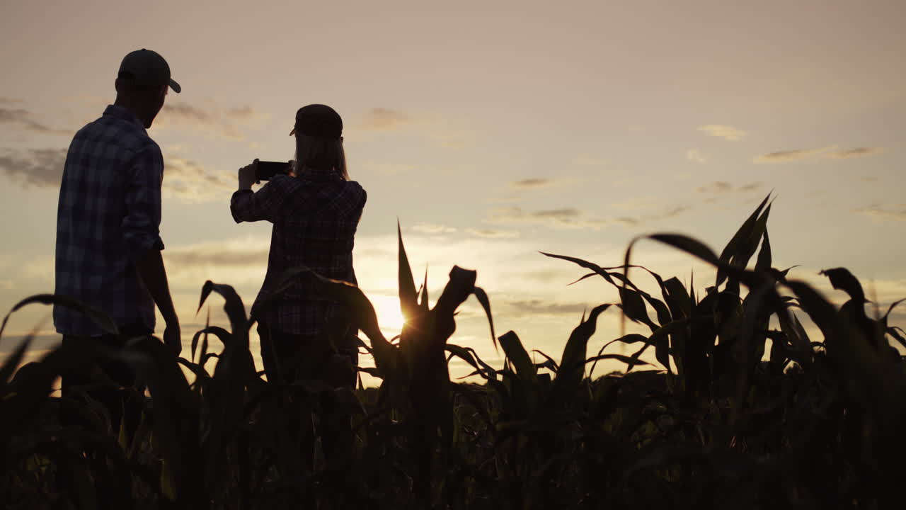 Vidéo de stock Premium - Deux agriculteurs travaillent dans un champ de ...