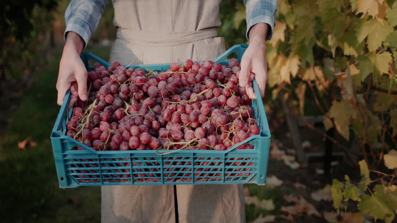 Premium stock video - Farmer holds a box of ripe grapes stands against ...