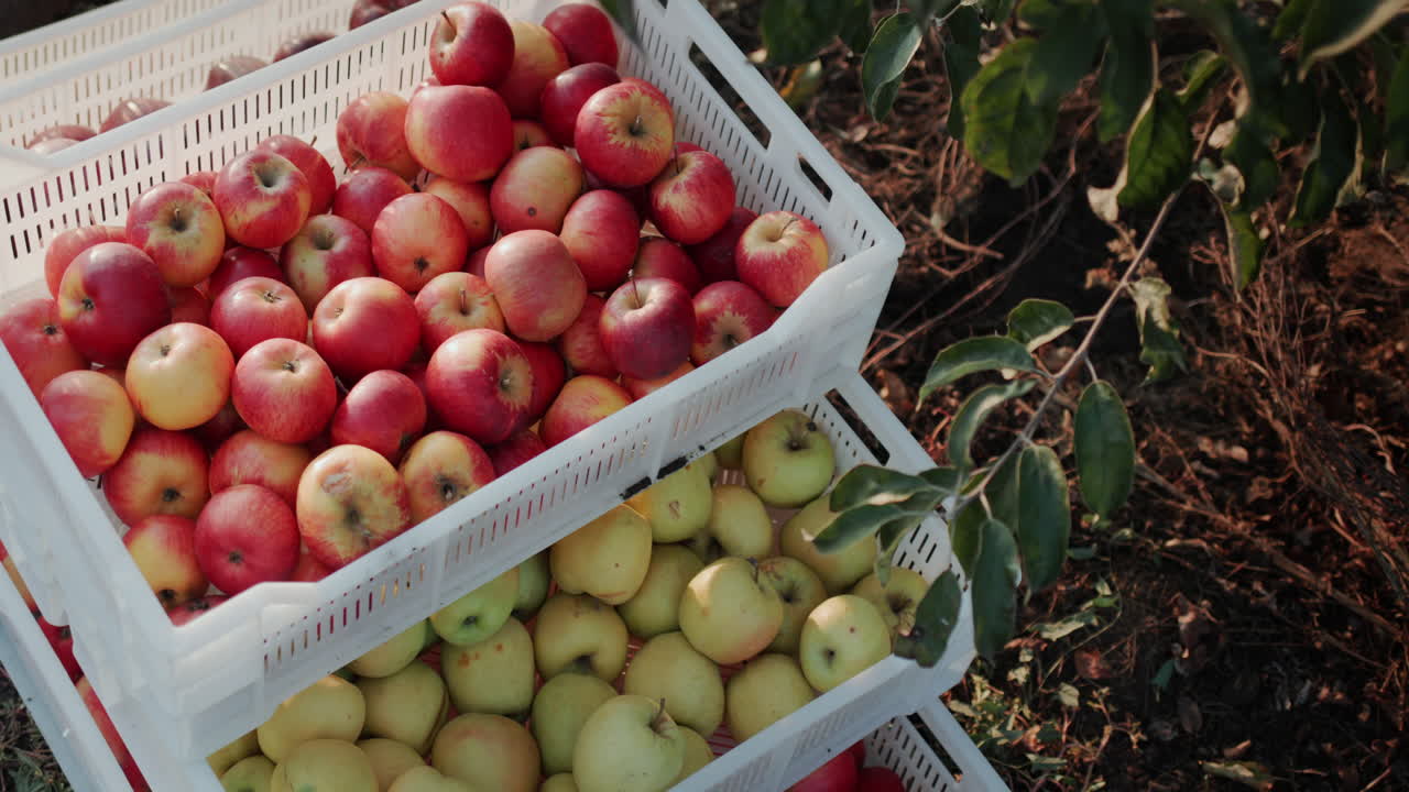 Premium stock video - Boxes with freshly collected apples stand under a ...
