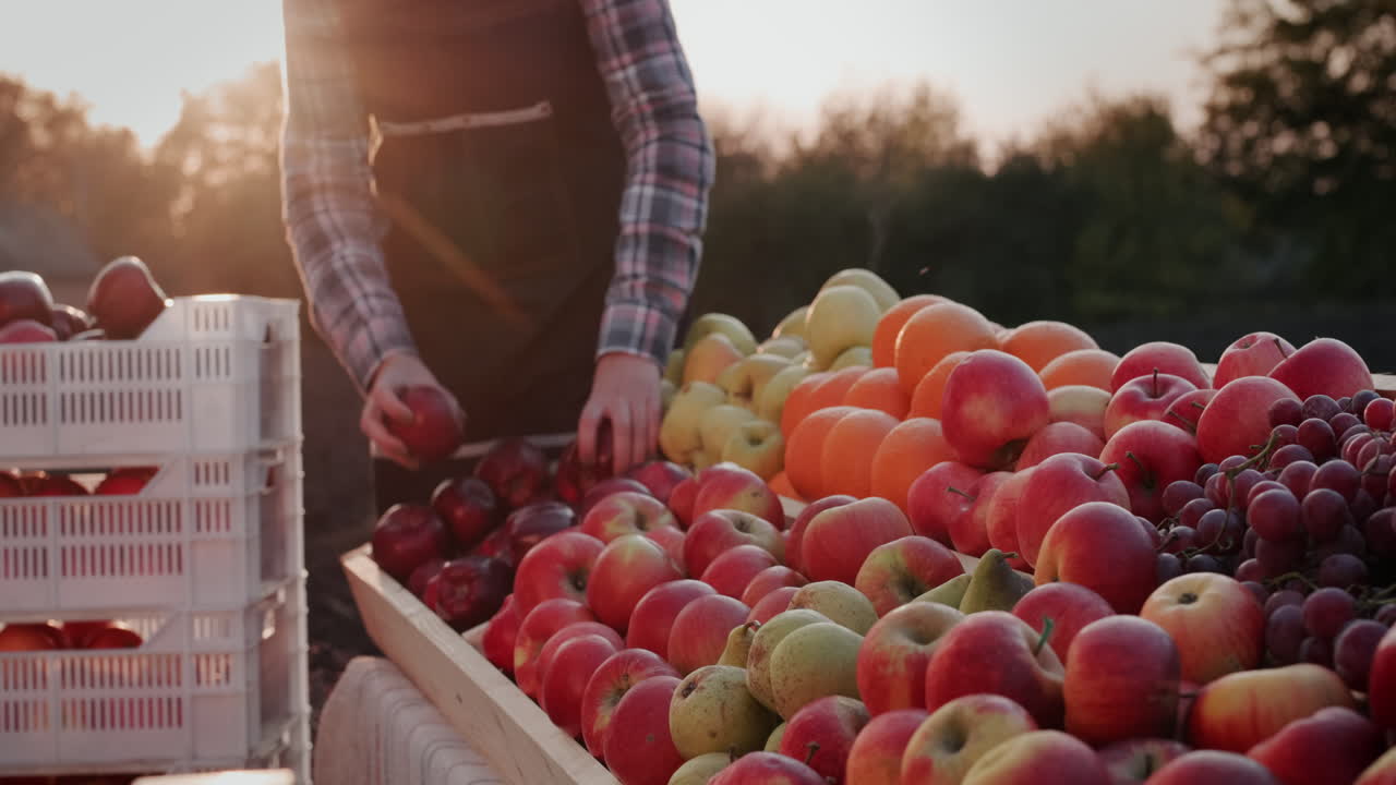 Premium stock video - Farmer puts apples from drawers on the counter