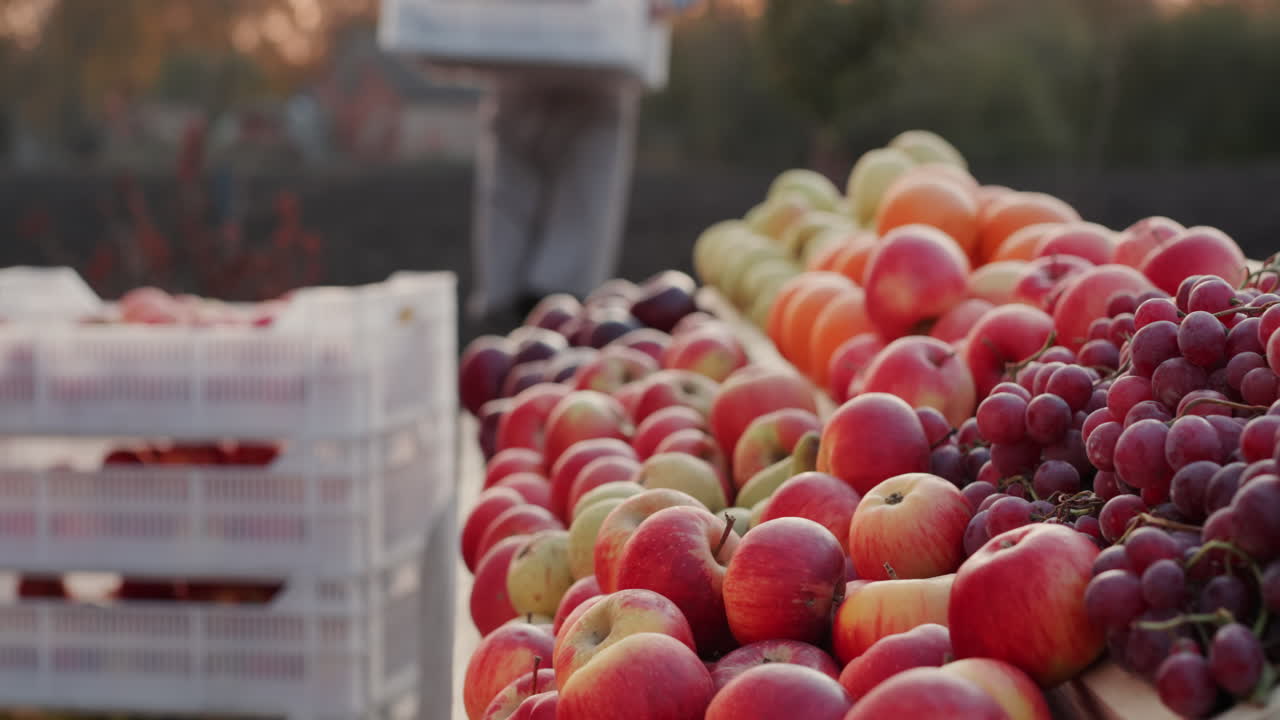 Premium stock video - Farmer puts apples from drawers on the counter 2