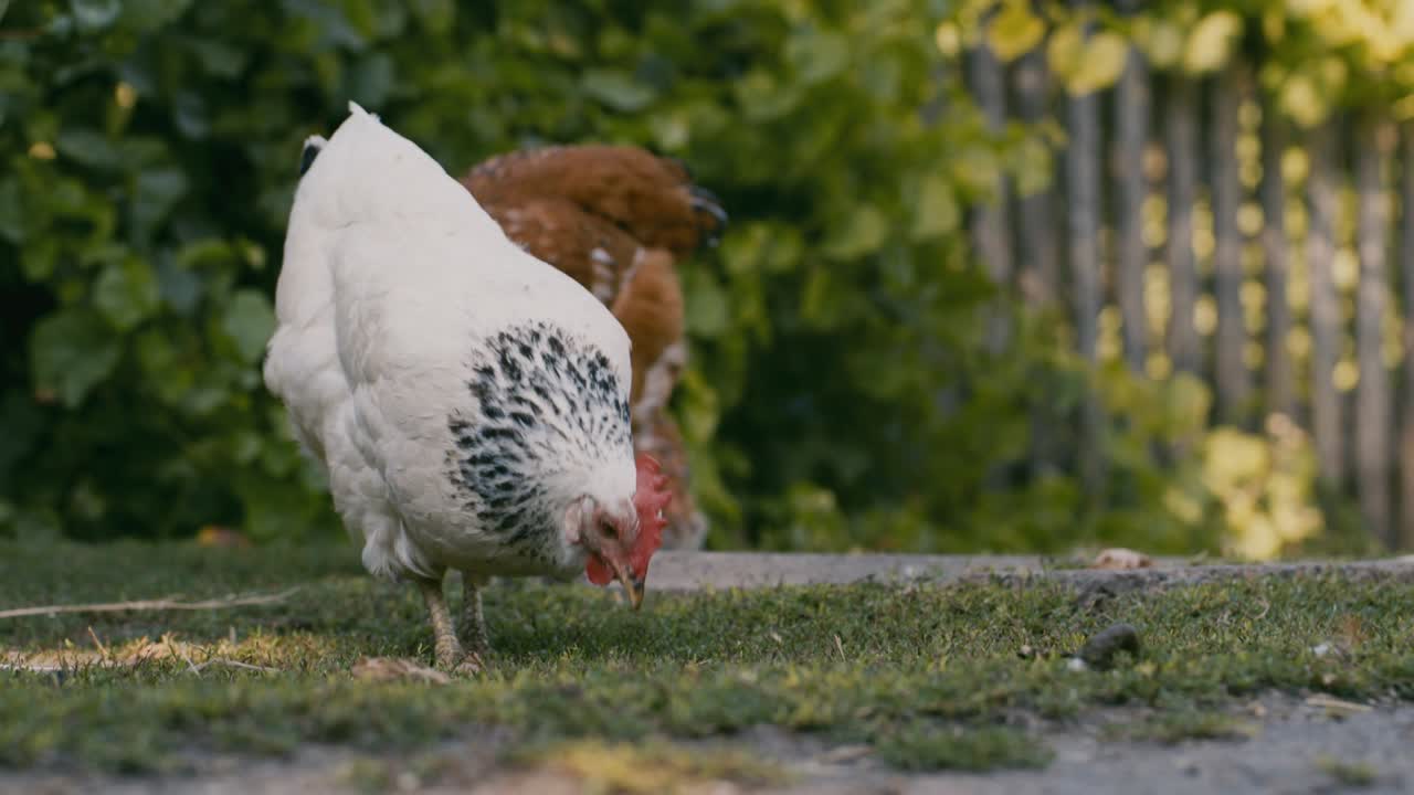 Premium stock video - Domestic chicken grazing in the yard of a rural house