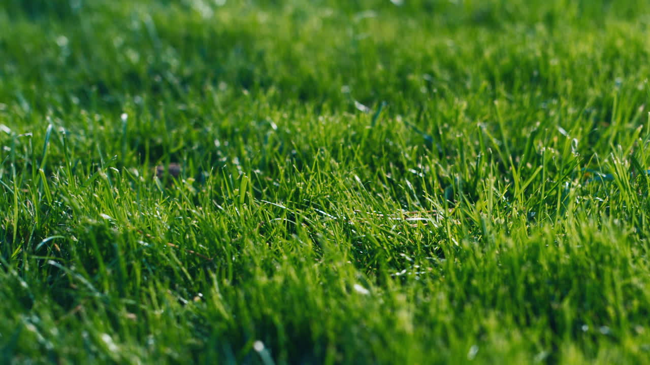Premium stock video - Background of well-groomed green lawn 1