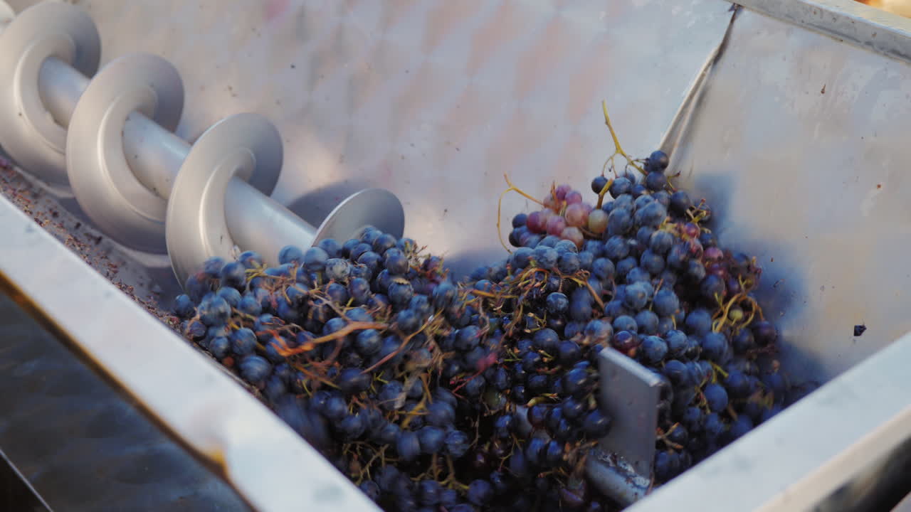 Premium stock video - Freshly picked grapes during the harvest at a ...