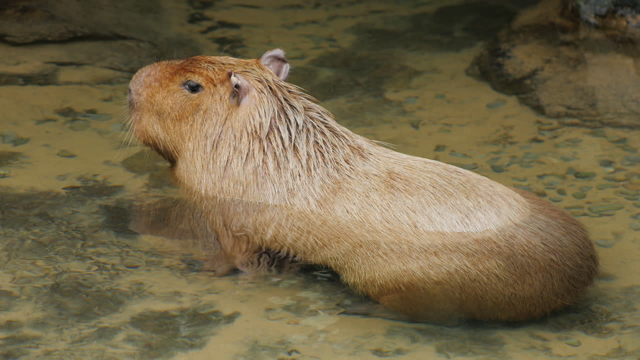 Premium stock video - Capybara sitting in a brook