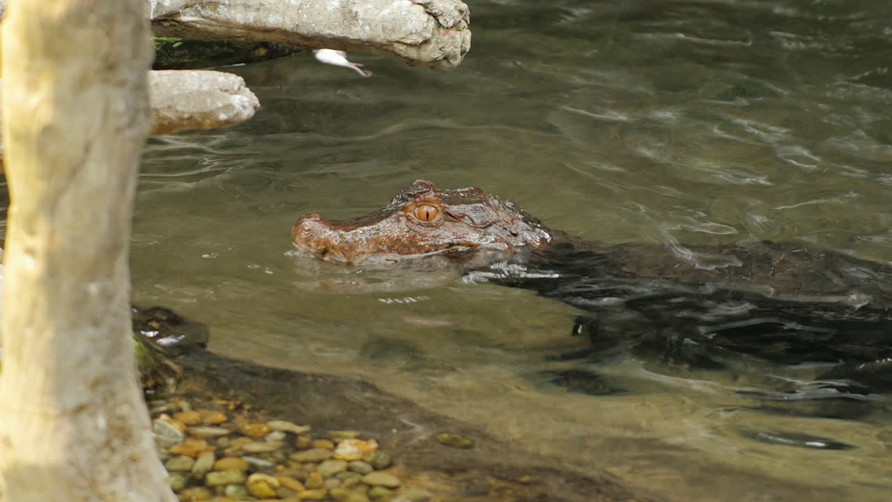 Dwarf Crocodile Eating
