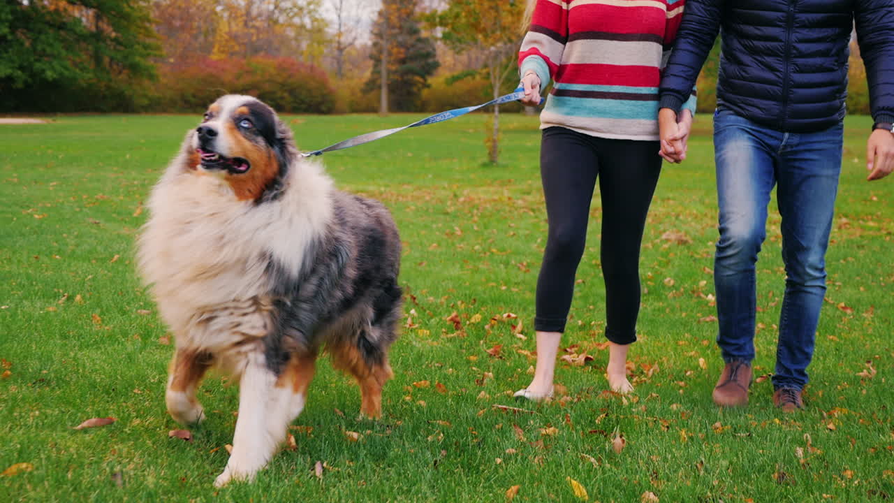 Vídeo Premium - Pareja joven tomados de la mano caminando con un perro ...