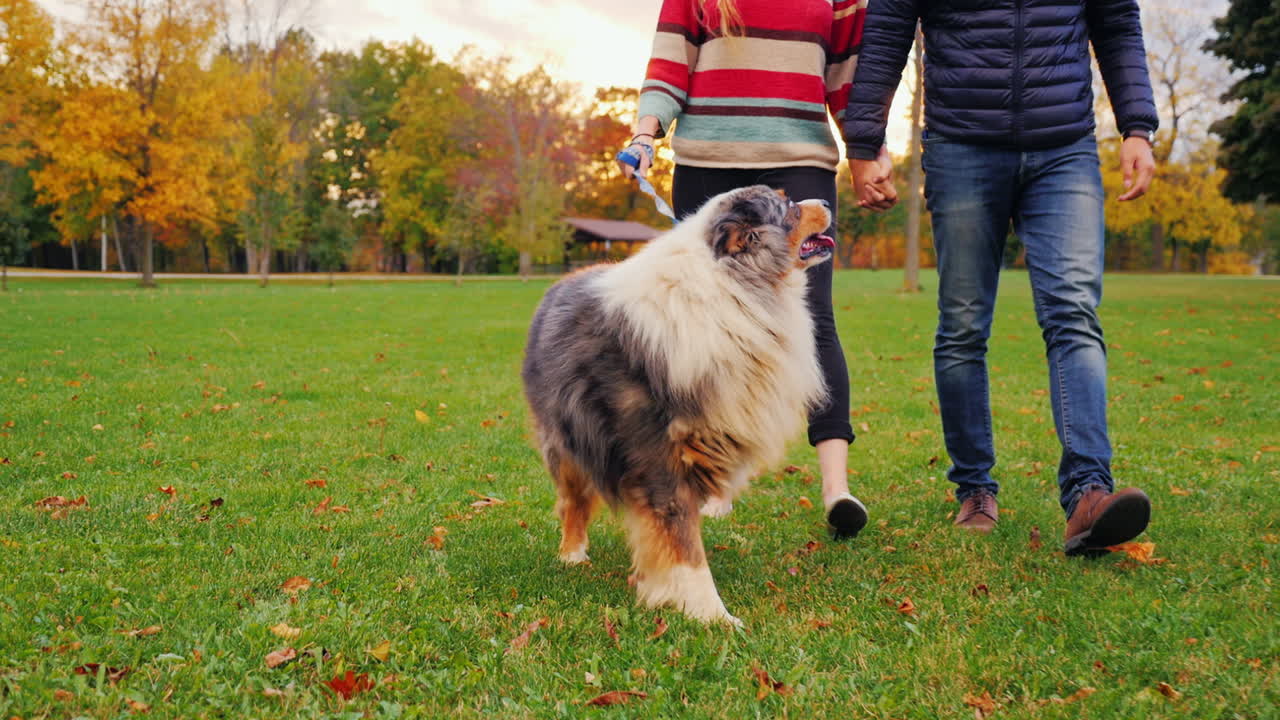 Vídeo Premium - Pareja joven tomados de la mano caminando con un perro ...