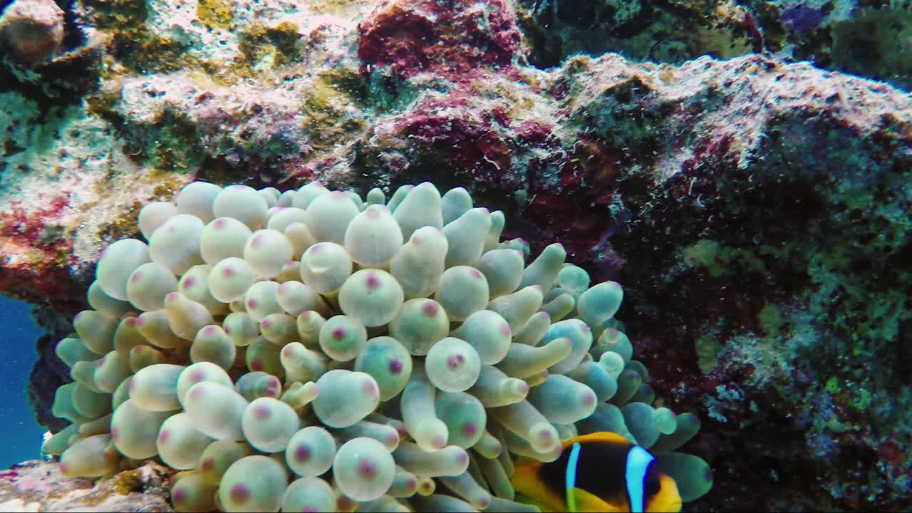 Premium stock video - Exotic fish in the surf zone 1