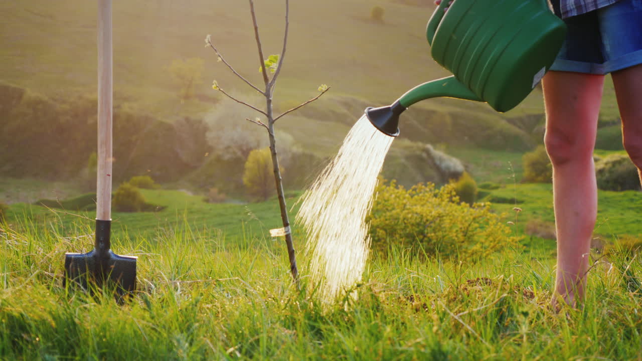 Vídeo Premium - Regar un árbol desde una plataforma de riego