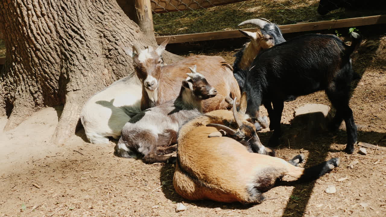 Premium stock video - Several cool goats and kids sit under a tree