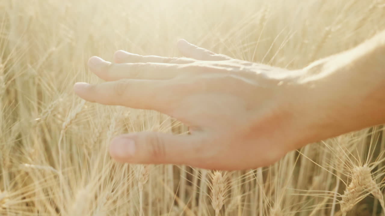 Premium stock video - Farmer's hand over wheat field at sunset 1