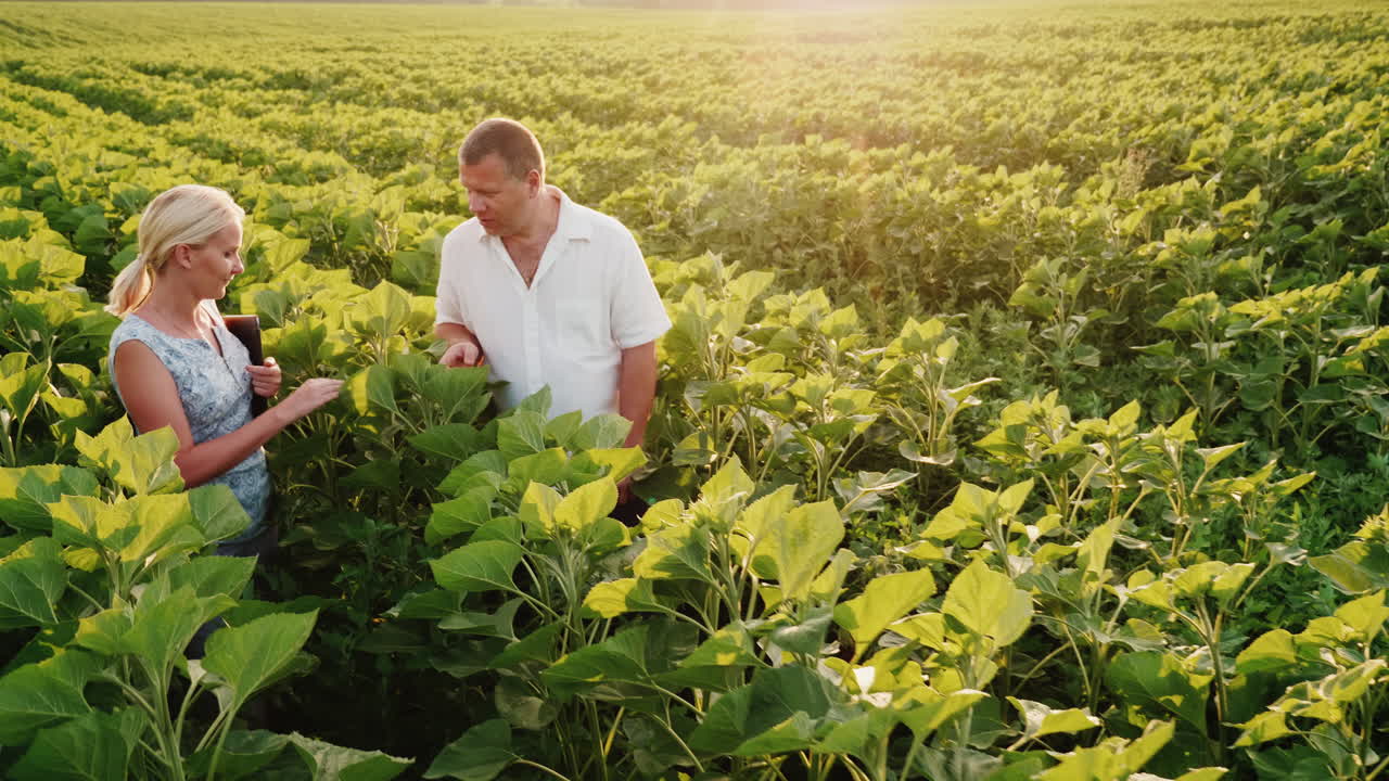 Premium stock video - Two farmers walking along the green field of ...