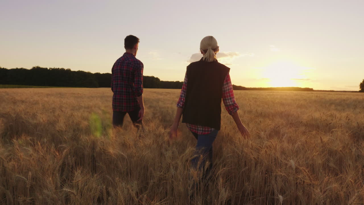 Premium stock video - A family of farmers walks the field of wheat to ...