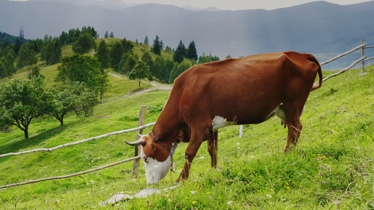 Vídeo Premium - Una vaca con una campana en el cuello pasta en un lugar ...