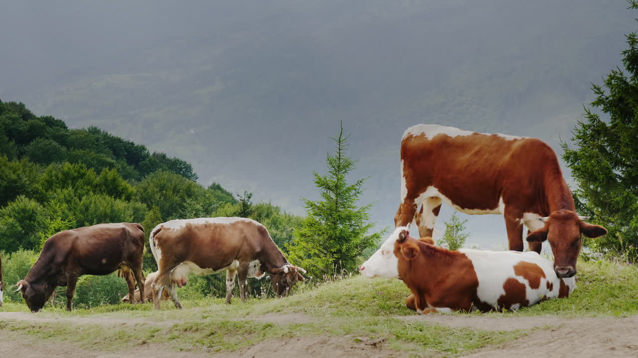 Vídeo de arquivo Premium - Vacas pastam em um lugar pitoresco tendo ...